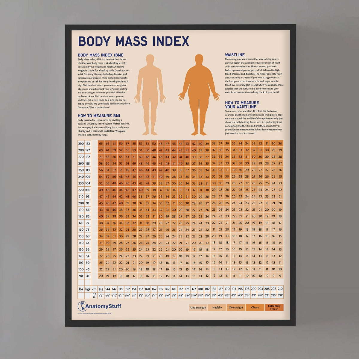 Body Mass Index Chart Poster | BMI Education Display – AnatomyStuff
