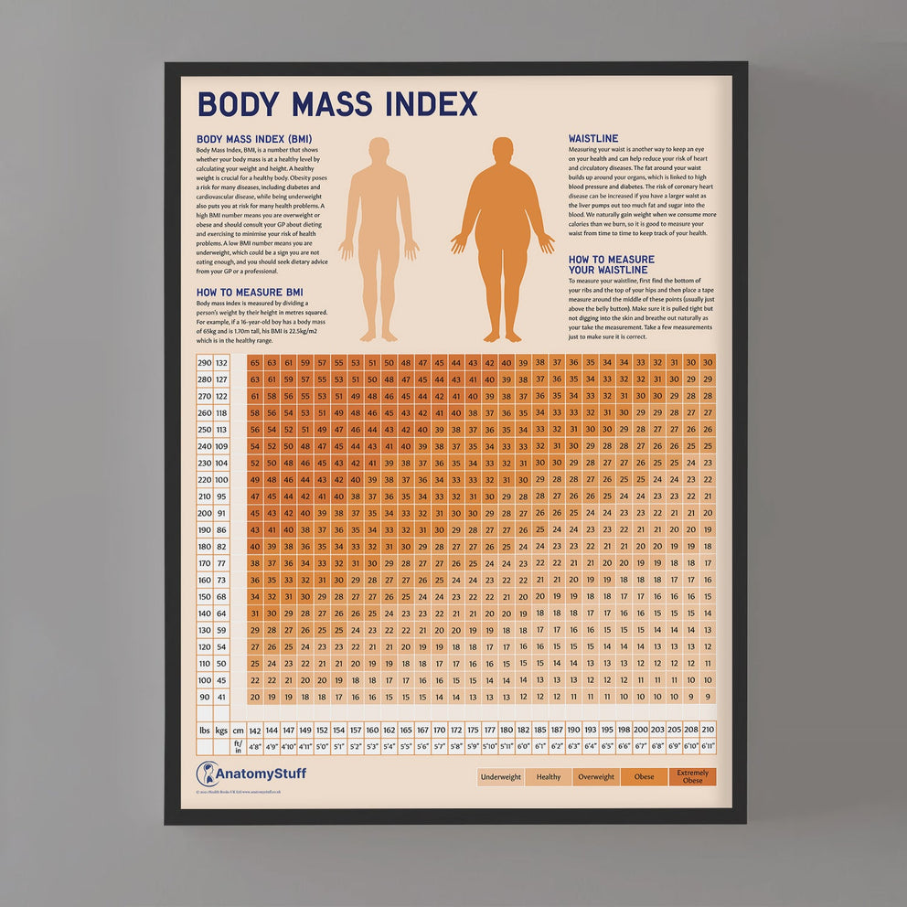 Body Mass Index Chart Poster | BMI Education Display – AnatomyStuff